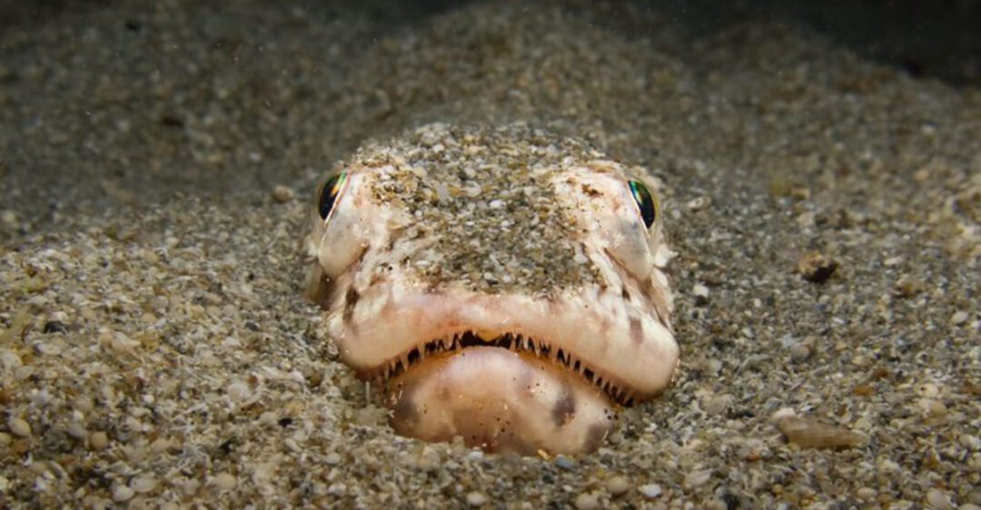 15 Creatures With The Most Elaborate Nesting Rituals