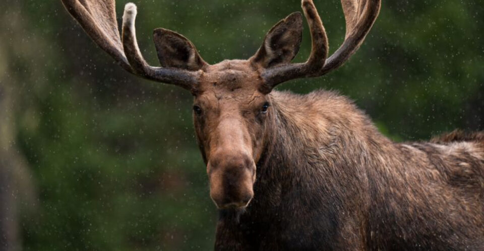 15 Dangerous Moves To Avoid If You Spot A Moose