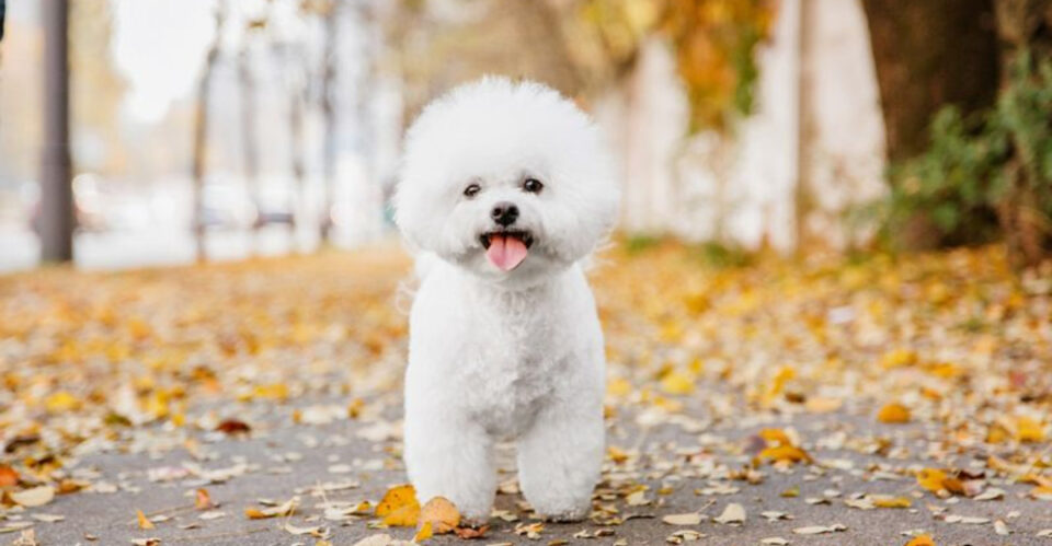 15 Dog Breeds (Large And Small) That Are Naturally Well-Behaved