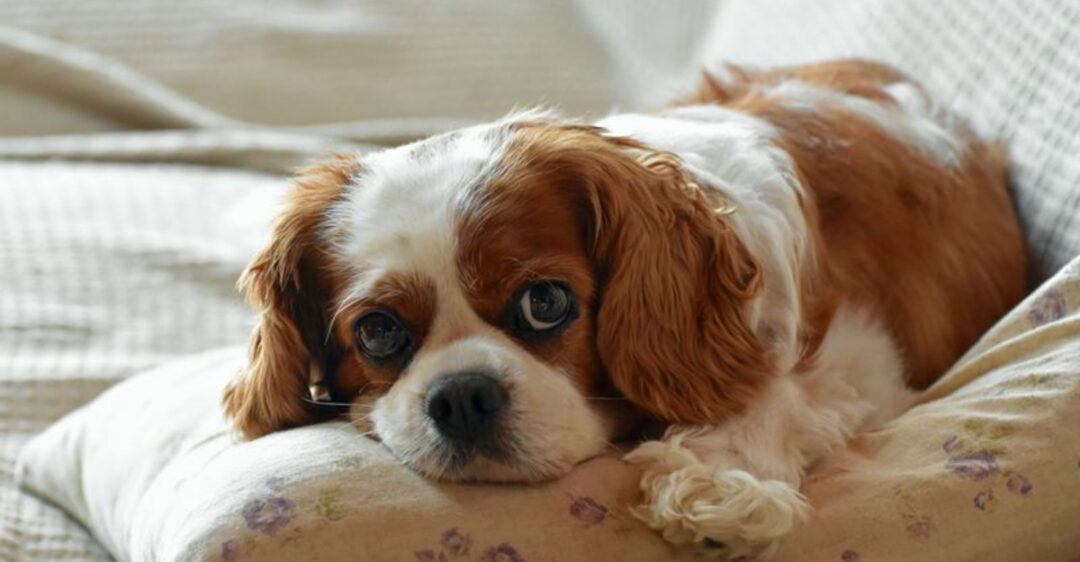 15 Intimidating Dog Breeds You Should Never Be Afraid Of