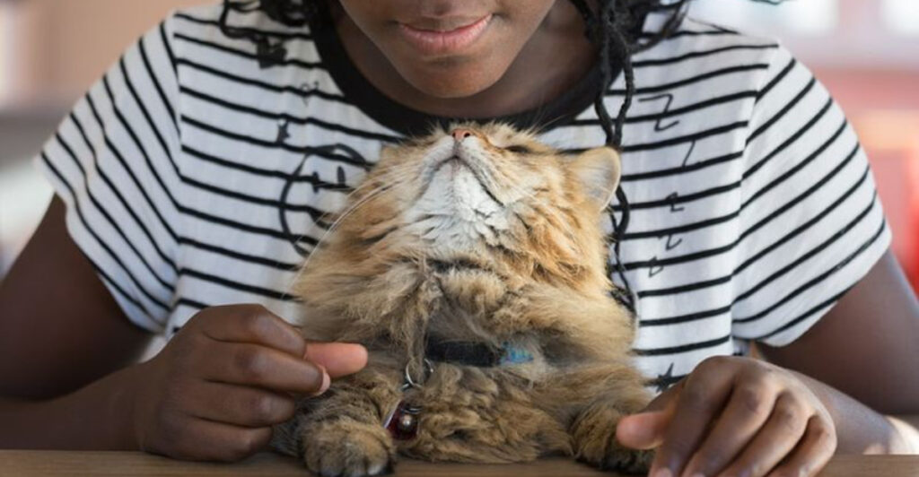 15 Emotional Milestones Rescued Cats Go Through