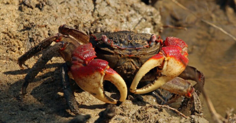 15 Fascinating Facts About Crabs – From Ancient Origins To Weird Anatomy