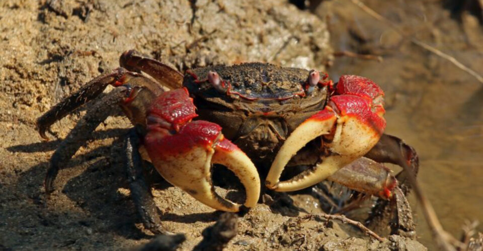 15 Fascinating Facts About Crabs – From Ancient Origins To Weird Anatomy