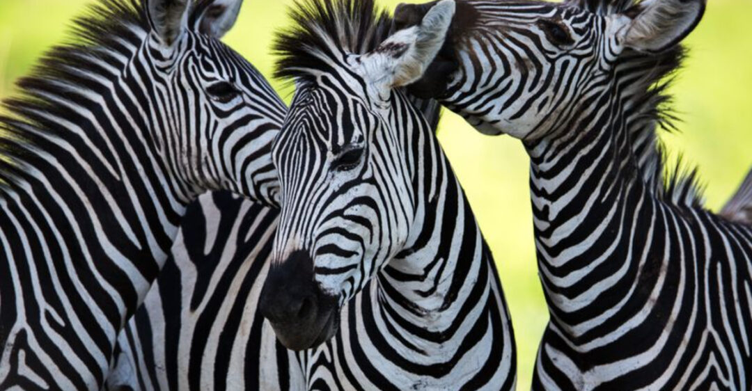 15 Fascinating Facts About Zebras That Will Surprise You