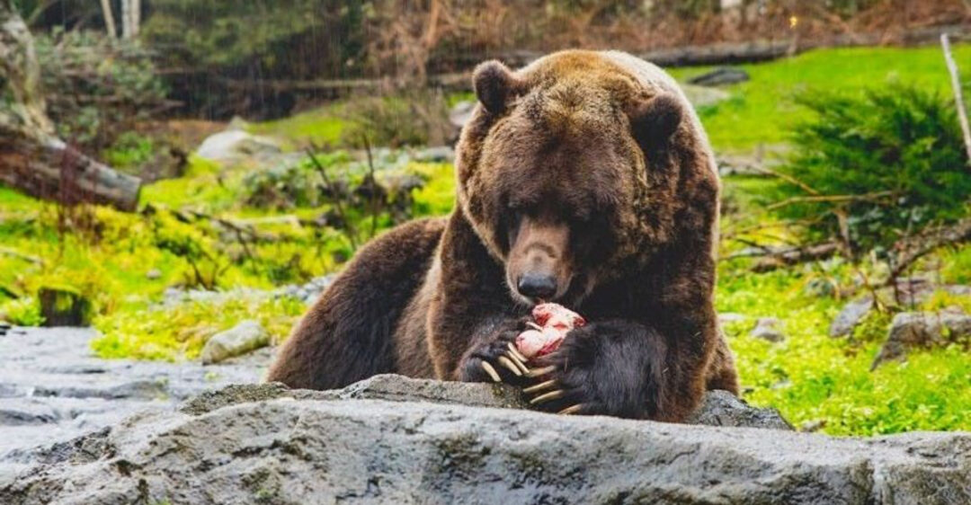 15 Foods Brown Bears Crave And Commonly Eat