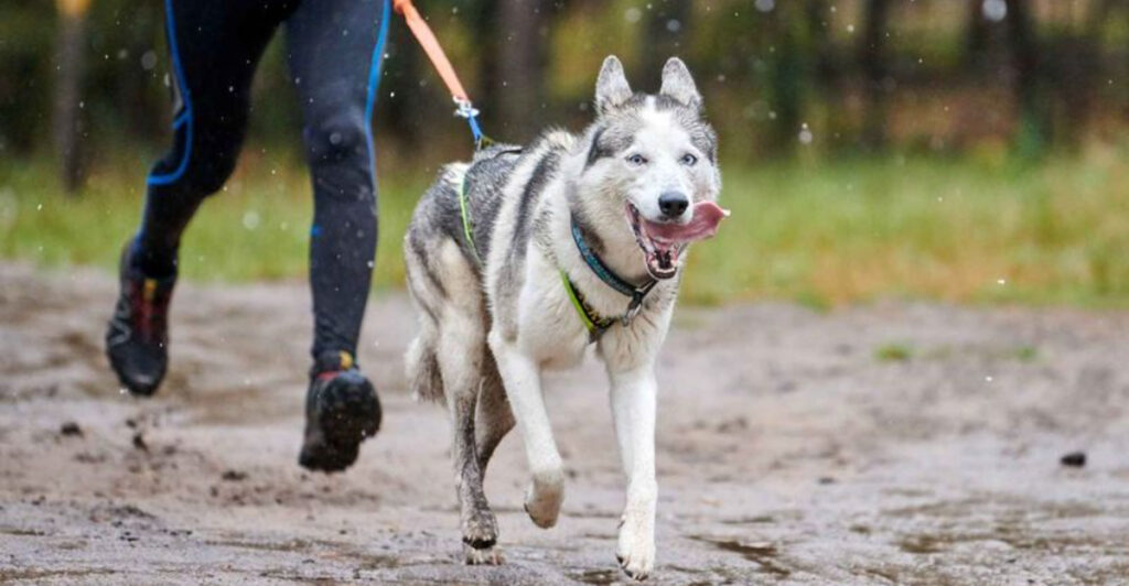 15 Husky Habits Only Active Owners Can Handle