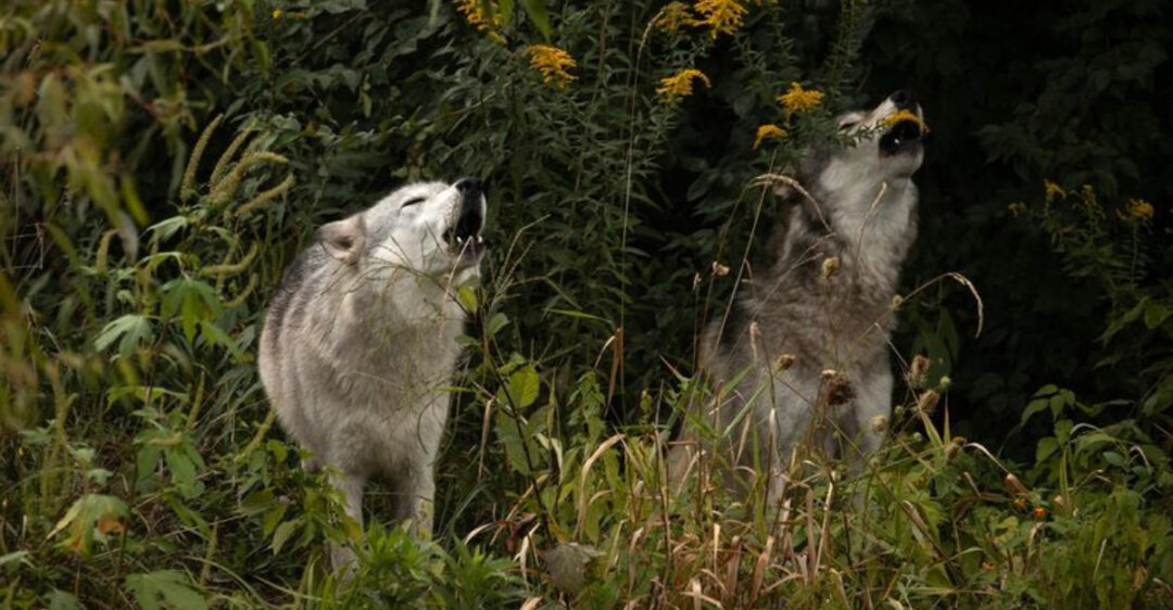 15 Incredible Facts You'll Learn At Indiana's Rescued Wolf Sanctuary