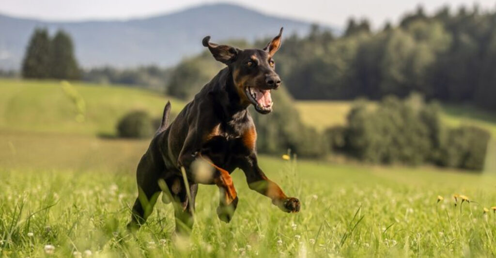 15 Intimidating Dog Breeds You Should Never Be Afraid Of