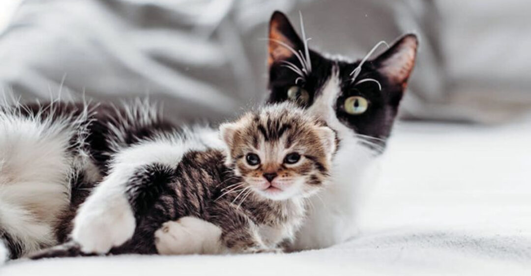 15 Key Questions You Should Ask Yourself Before Expanding Your Cat Family