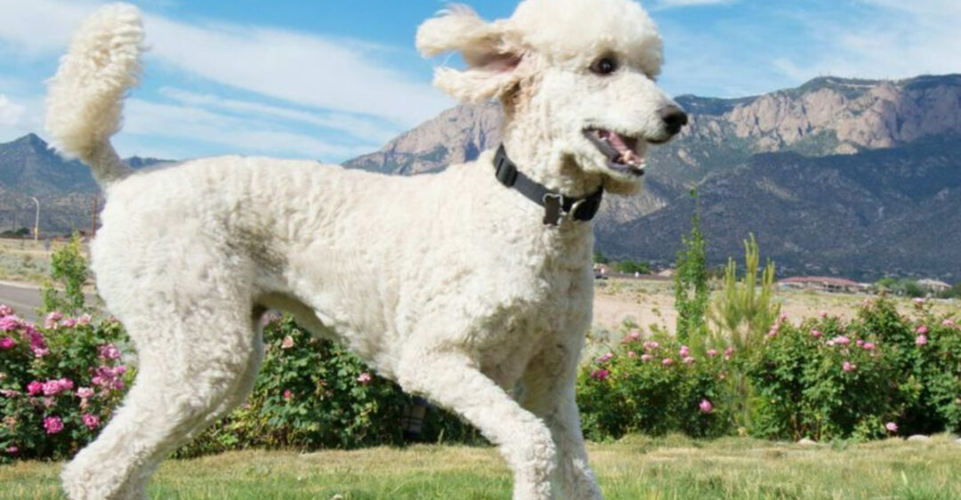15 Most Beloved Dog Breeds Across The Nation