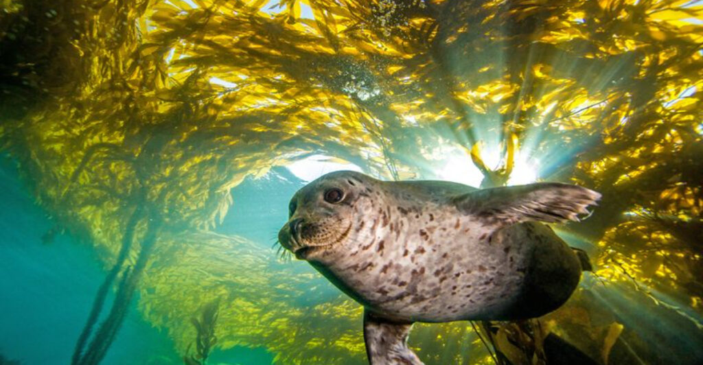 15 Most Intelligent Ocean Animals Ever Documented