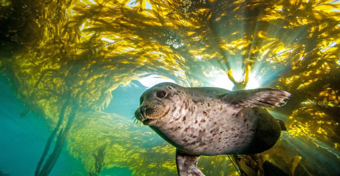 15 Most Intelligent Ocean Animals Ever Documented