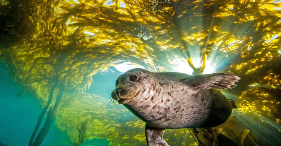 15 Most Intelligent Ocean Animals Ever Documented