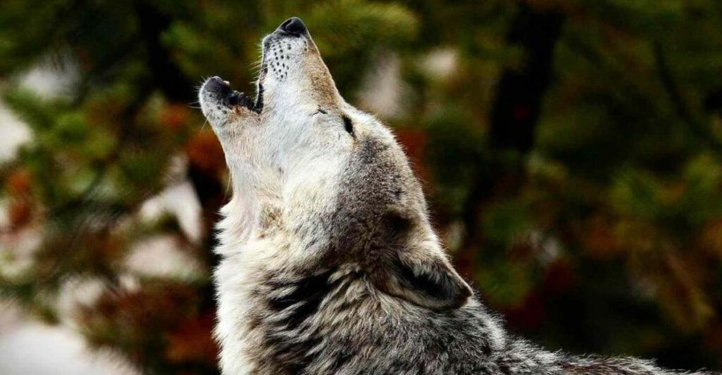 15 Myths About Wolves Debunked By Wildlife Experts