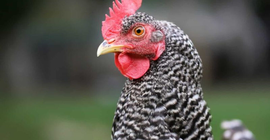 15 Of America's Prettiest Domesticated Chicken Breeds