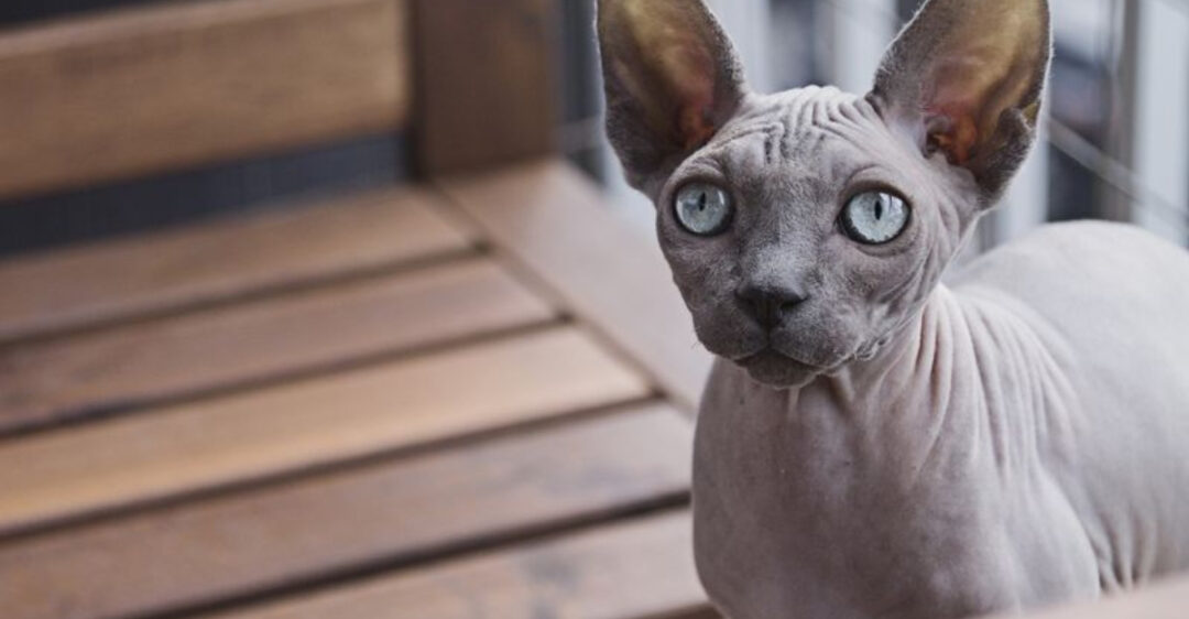 15 Of The Coolest Cats In The World And What Makes Them So Special