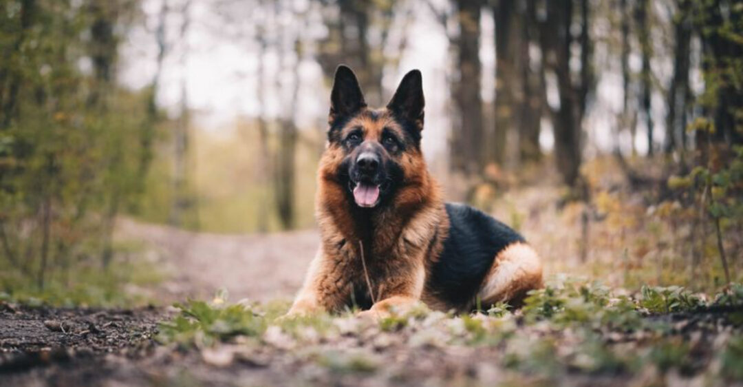 15 Reasons A German Shepherd May Not Suit You