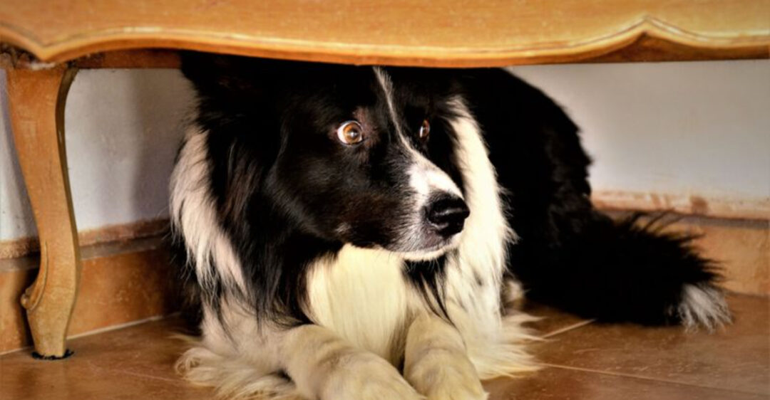 15 Sensitive Dog Breeds That Can't Stand Loud Noises And Chaos