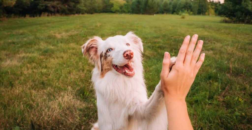15 Signs Your Dog Shows Exceptional Emotional Intelligence, According ...