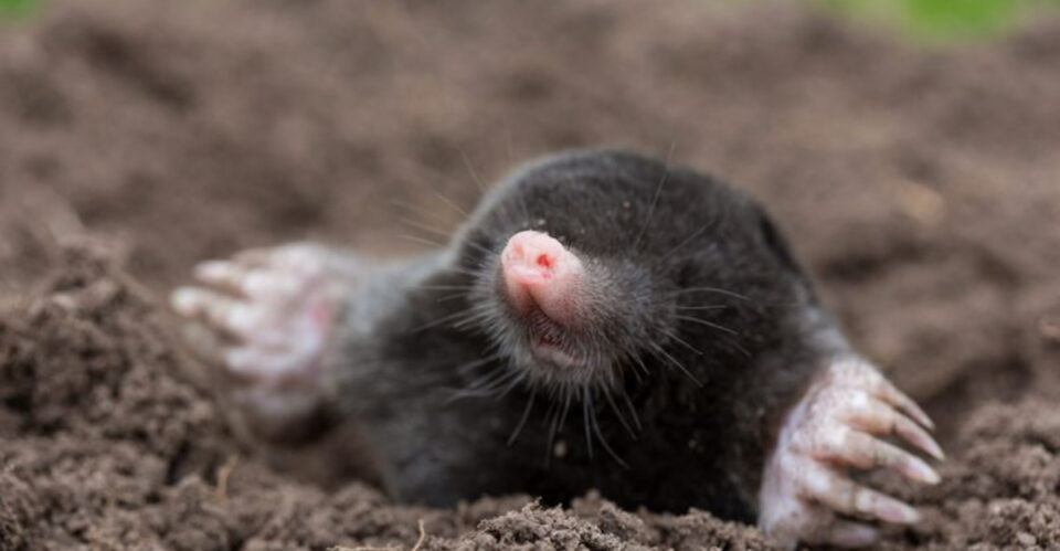 15 Small Animals Frequenting Your Backyard That Should Be Left Alone