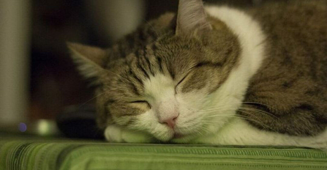 15 Soothing Ways To Help Senior Cats Feel More Comfortable And Calm