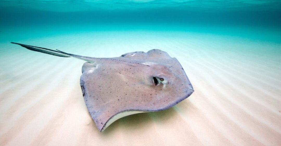 15 Stingrays Commonly Spotted In Florida Waters (And How To Stay Safe)