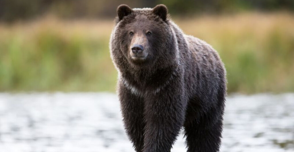 15 Times U.S. Animals Attacked (And What Triggered Them)