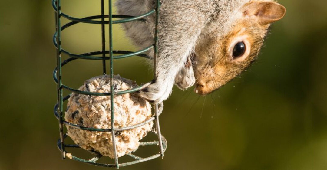 15 Tips And The Best Squirrel-Proof Bird Feeders That Actually Work