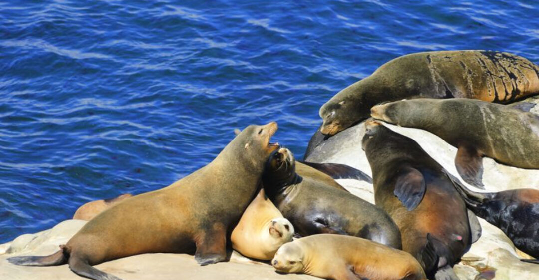 15 Top Spots To See Seals In The United States