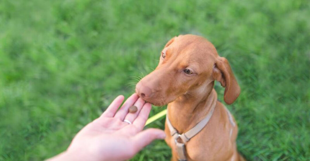 15 Training Methods That Actually Work For Sensitive Dogs