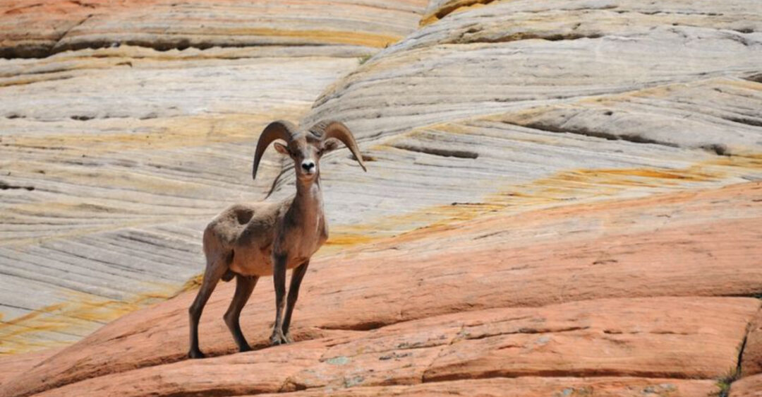 15 U.S. National Parks Where Wildlife Is Thriving (And Why Rangers Warn ...