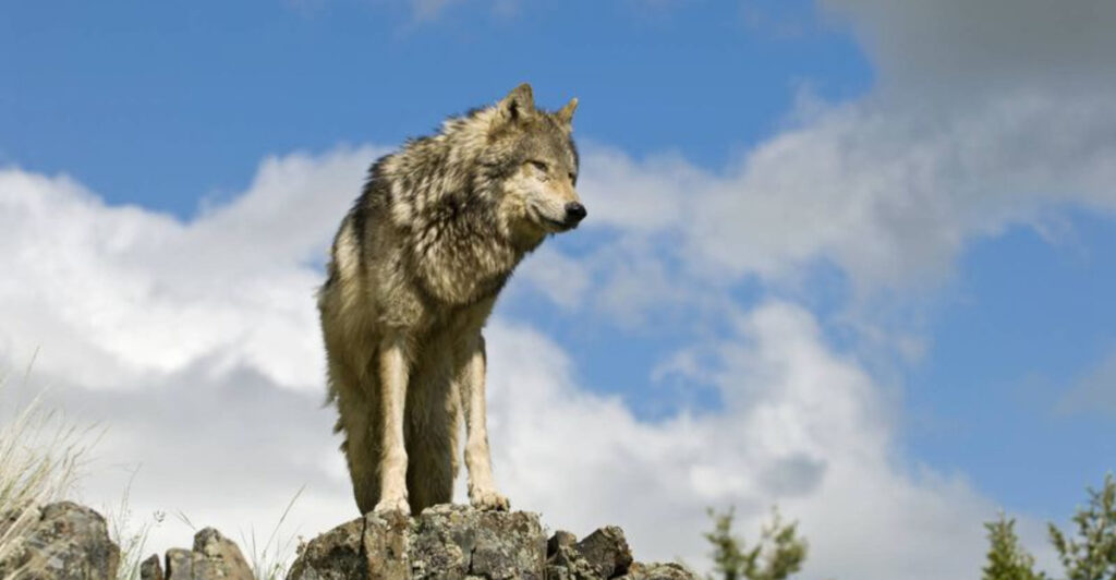 15 U.S. States Where Wolves Are Slowly Making A Comeback