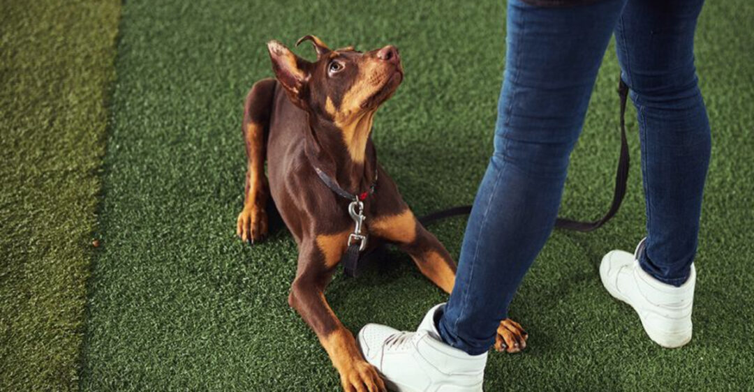 15 Ways To Make Your Dog The Well-Behaved Pet Everyone Loves