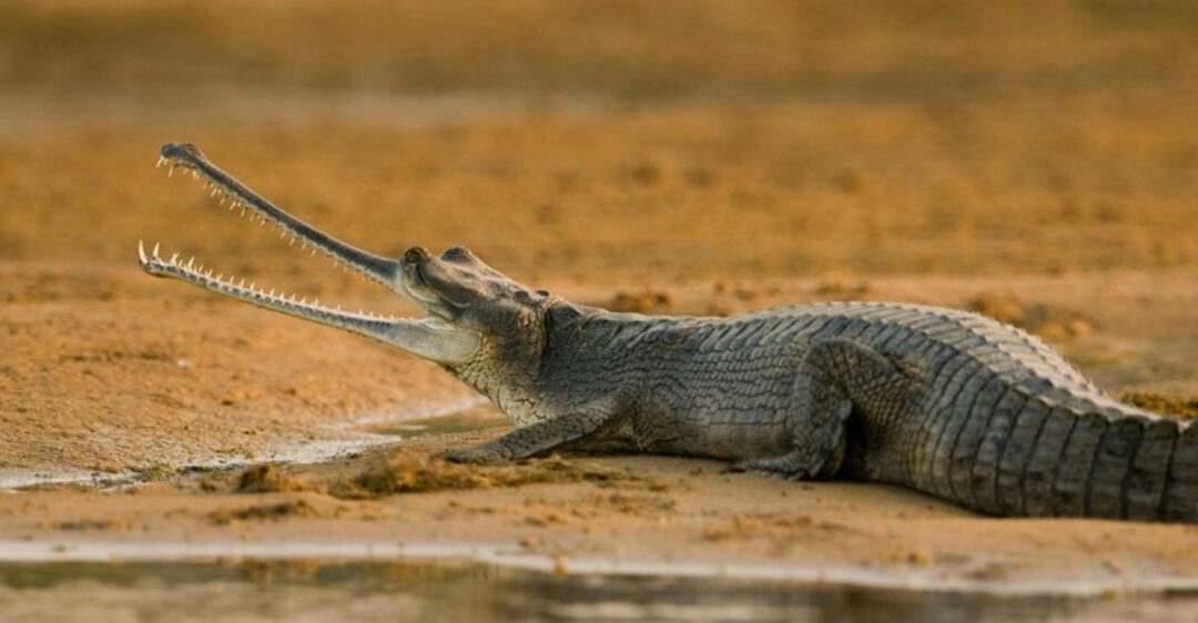 15 Wild Animals Just Made The Endangered List And Barely Anyone Cares