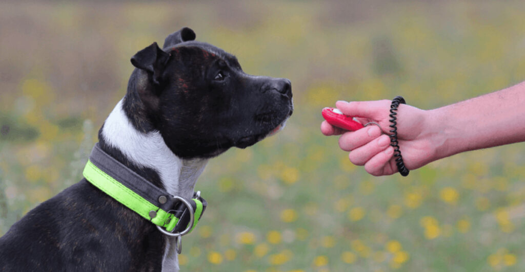 16 Bad Dog Training Habits And How To Fix Them