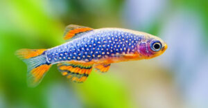 15 Rare Fish Species That Brighten Up Any Home Aquarium