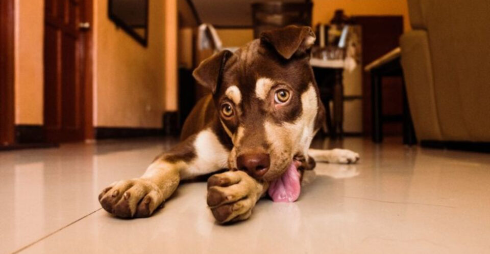 16 Signs Your Dog Is Craving More Attention (And 8 That Show They're ...