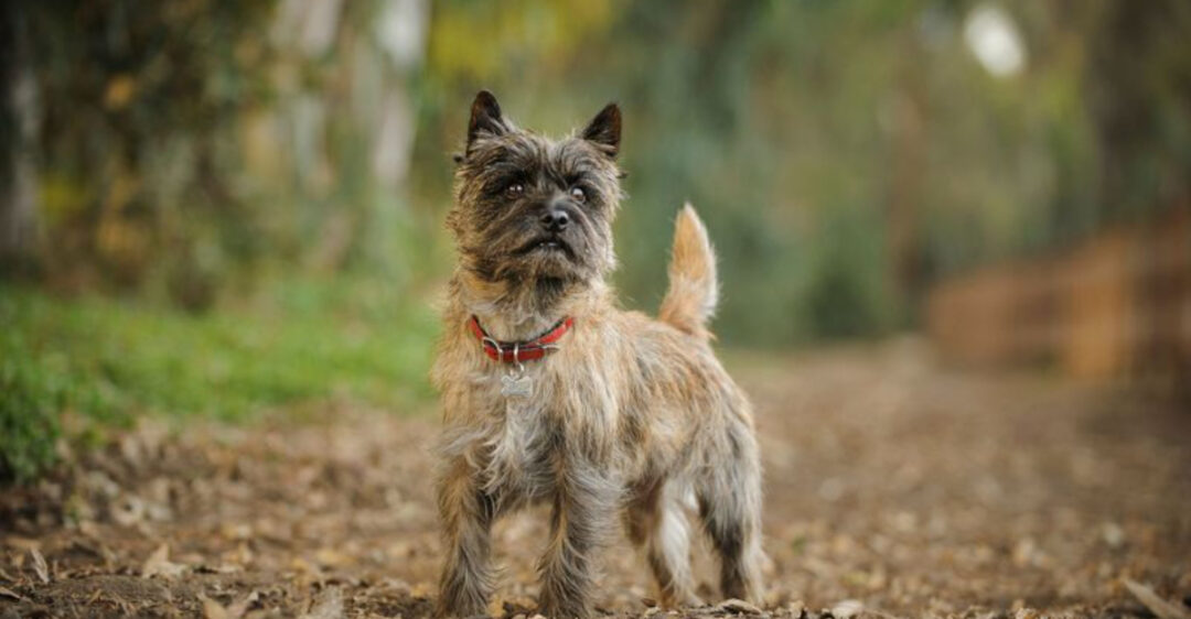 16 Stubborn Dog Breeds That Demand Respect (And 6 Gentle Breeds That ...