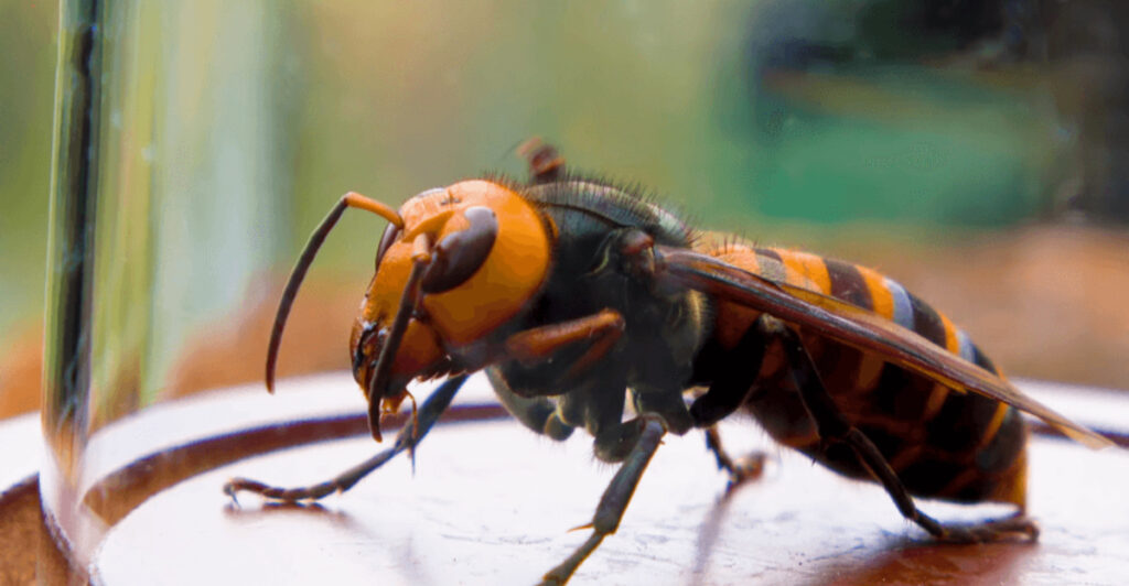 17 Extremely Dangerous Insects To Watch Out For In The U.S.