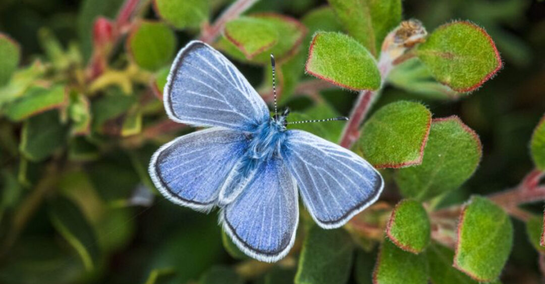 18 Species We’ve Lost Forever Because Of Human Actions