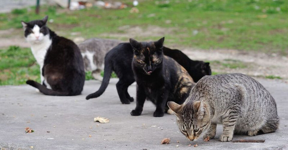18 Ways To Look After A Stray Cat Without Bringing Them Indoors