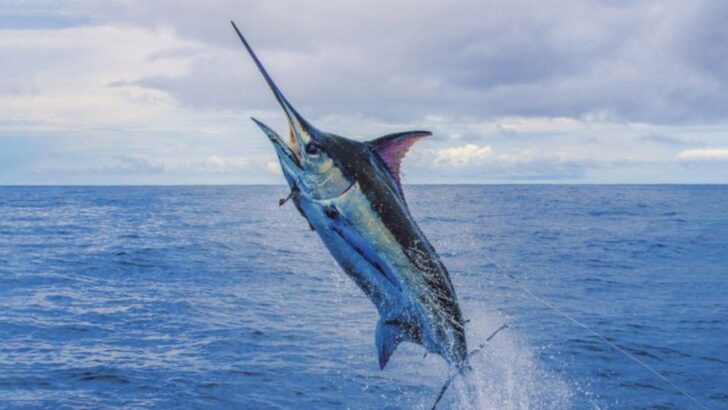 17 Of The Fastest Fish In The Ocean