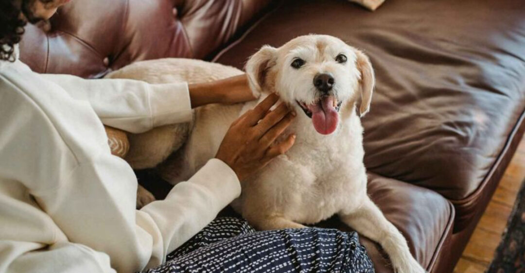 19 Ways Dogs Express Their Affection Towards You