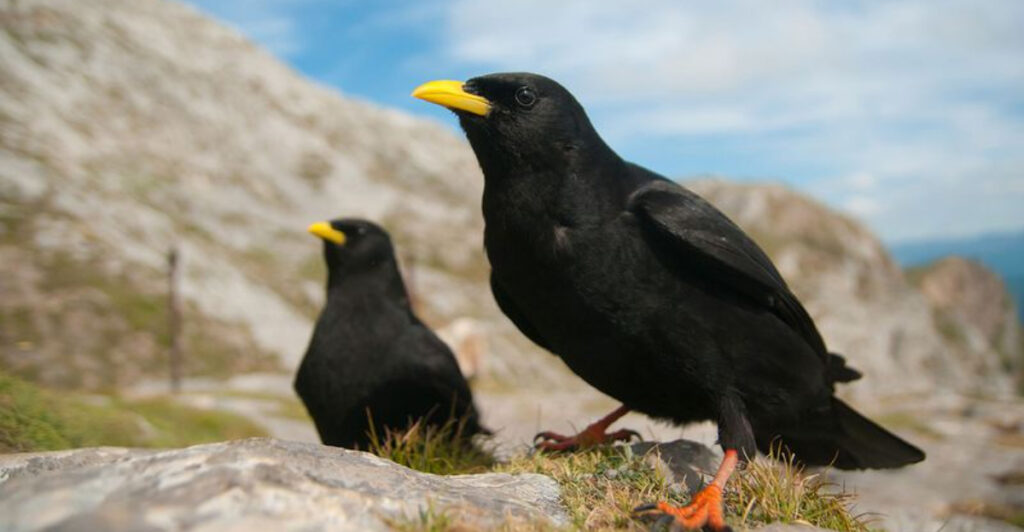 22 Black Birds With Yellow Beaks: How To Properly Identify Each Kind