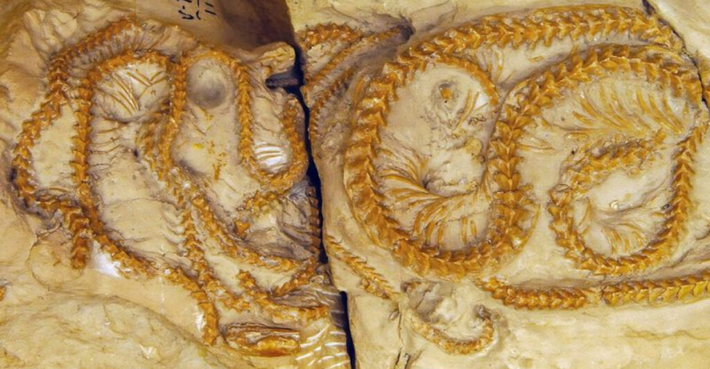 34-Million-Year-Old Snake Fossils In The U.S. Reveal Surprising Clues ...