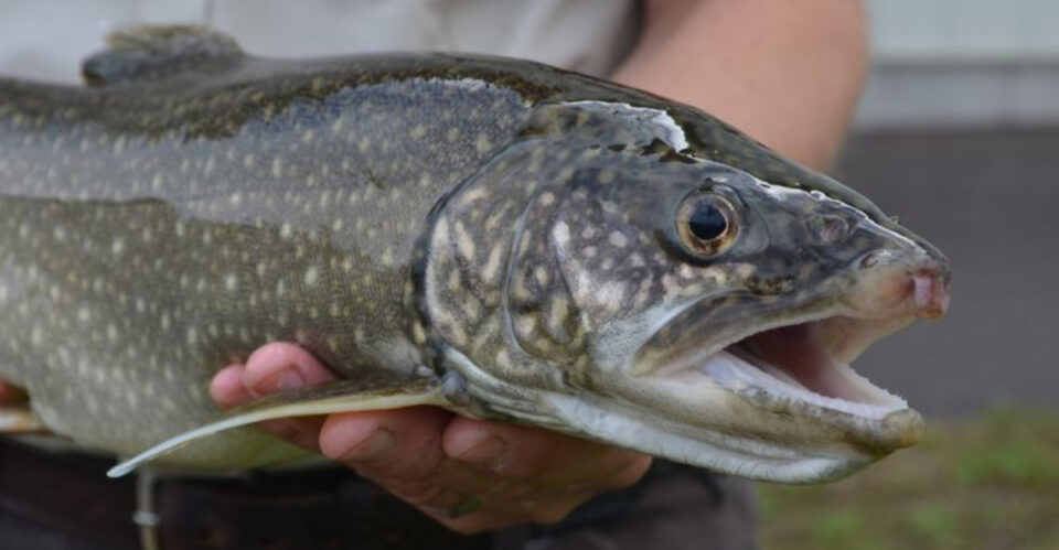 39-Year-Old Lake Trout Caught In Lake Michigan After Being Stocked ...