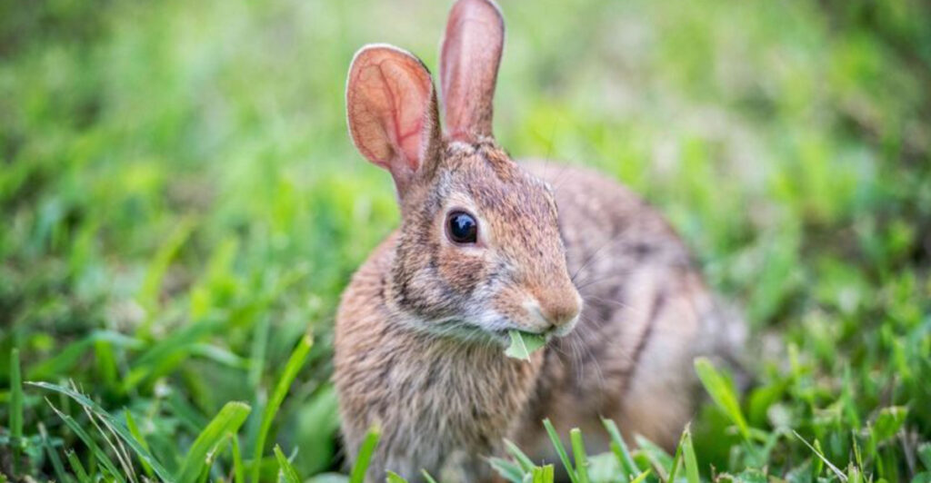 6 Effective Ways To Rabbit-Proof Your Garden And 6 That Won't Work