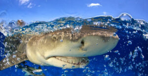 60-Million-Year-Old Shark Fossils Found In Alabama