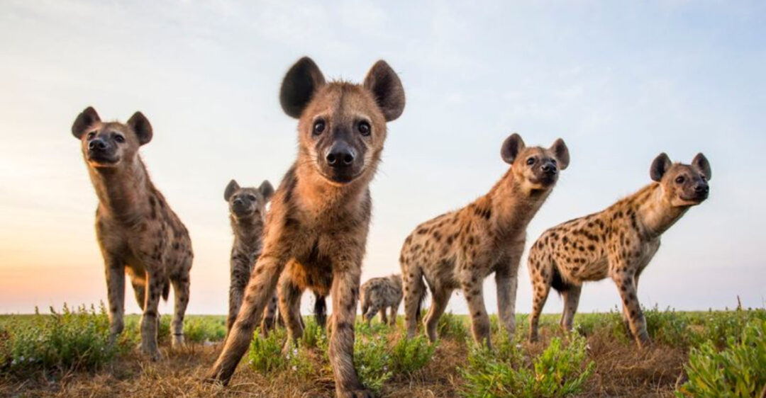 7 Animals That Evolved To Hunt Humans (And 7 That Would Love To ...