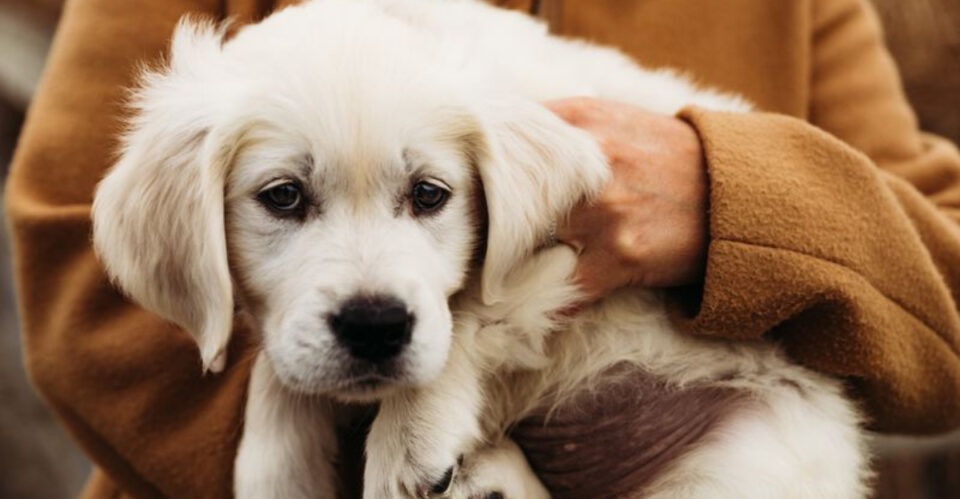 7 Dog Breeds With Incredibly Sensitive And Sweet Souls And 7 That ...